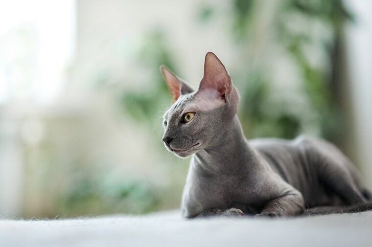 Minskin Cat Breed Info: Pictures, Temperament & Traits | Hepper Pet ...