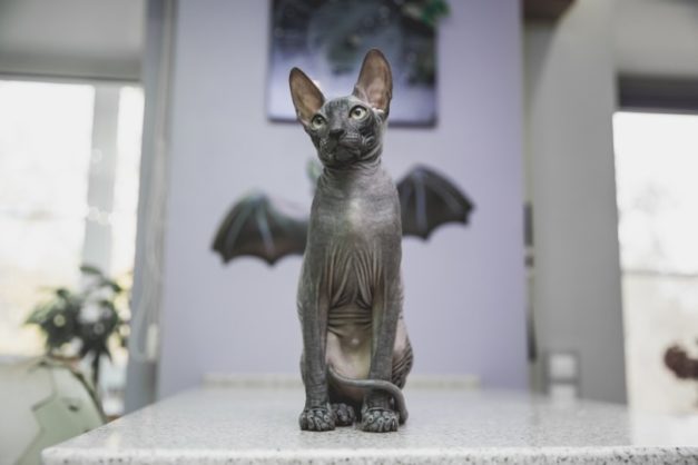Black Sphynx Cat: Facts, Origin & History (With Pictures) | Hepper Pet ...