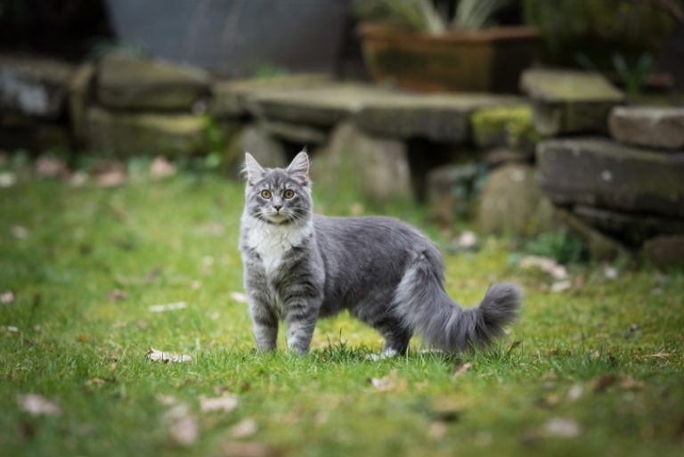15 Cats With Curly Tails (With Info & Pictures) | Hepper Pet Resources