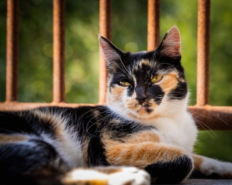 What Is the History of Calico Cats? Interesting Facts | Hepper Pet ...