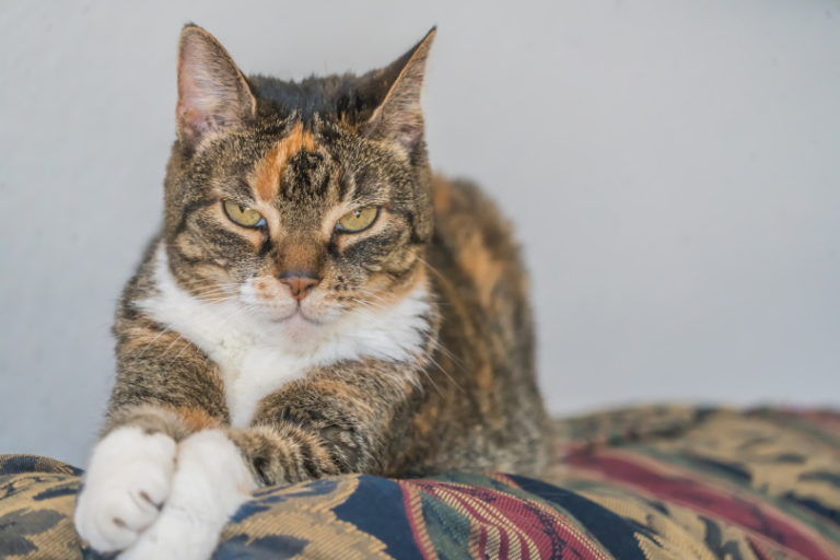 350 Powerful & Badass Cat Names: Our Top Picks for Your Strong ...