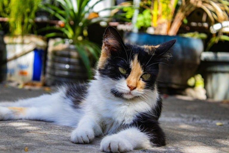 How Much Does a Calico Cat Cost? 2025 Price Guide | Hepper Pet Resources