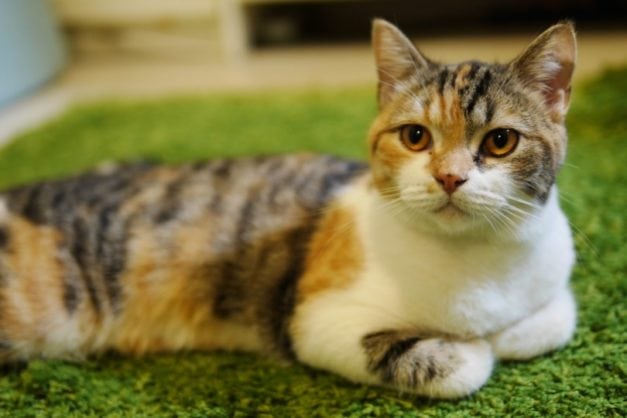 Calico Cat: Facts, Pictures, & Traits (With Pictures) | Hepper Pet ...