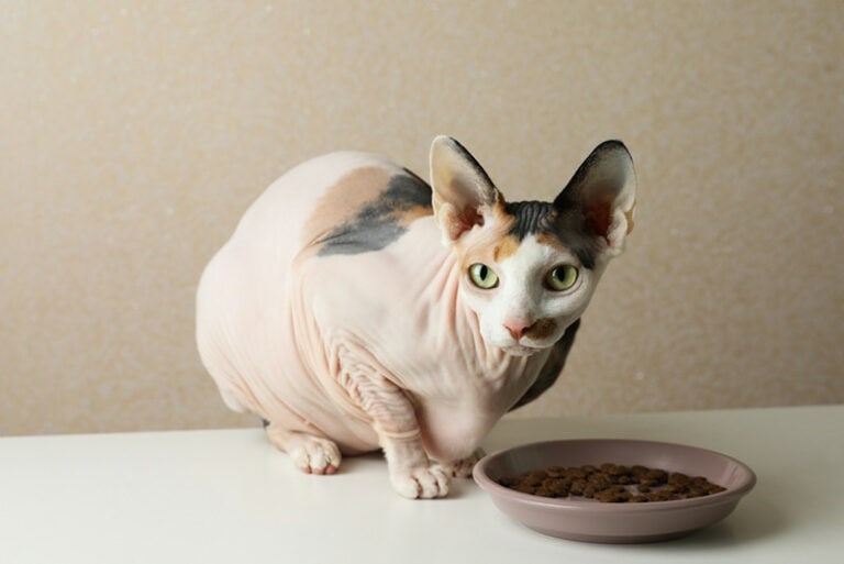8 Sphynx Cat Colors: An Overview (With Pictures) | Hepper Pet Resources