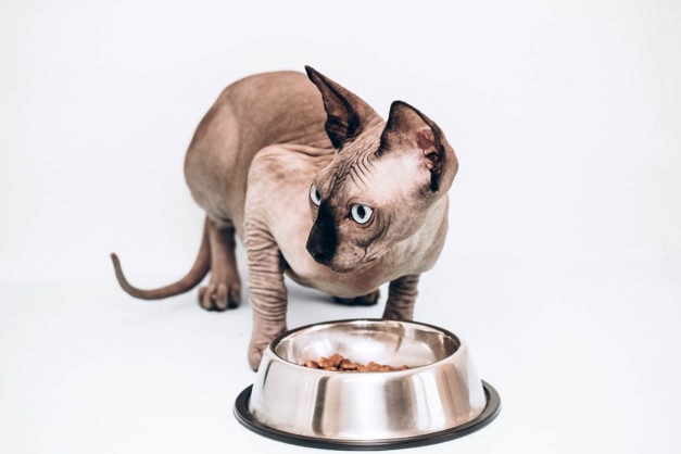 Sphynx Cat (Hairless) Breed: Info, Pictures, Care, Traits & Facts ...