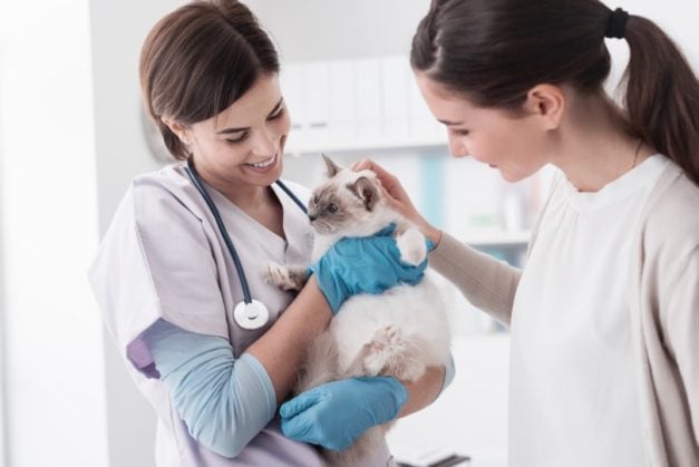 9 Common Birman Cat Health Problems: Vet Approved Facts | Hepper Pet ...