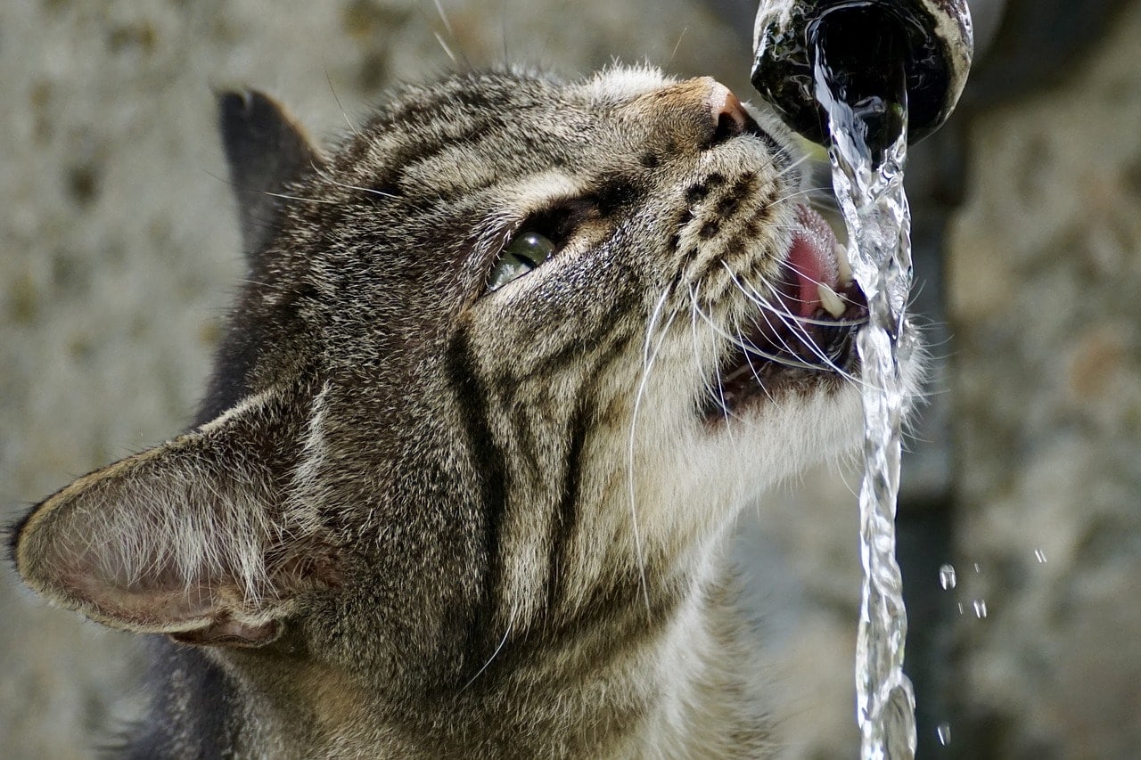 Why Do Cats Like Running Water? 4 Vet-Verified Reasons | Hepper Pet ...