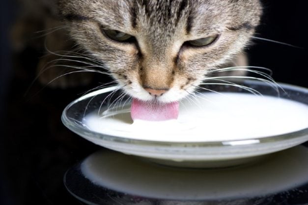 Can Cats Drink Goat Milk? Vet-Reviewed Facts & FAQ | Hepper Pet Resources
