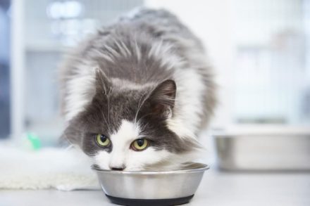 Can Cats Eat Mayo? Vet-Approved Health & Safety Guide | Hepper Pet ...