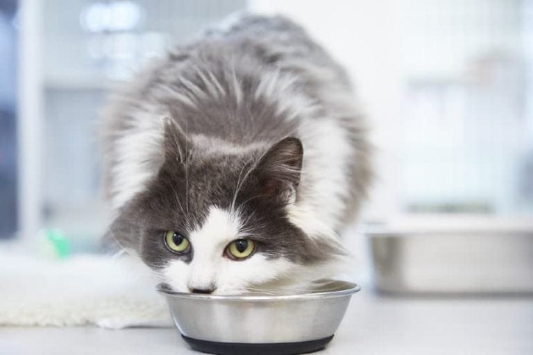Can Cats Eat Mayo? Vet-Approved Health & Safety Guide | Hepper Pet ...