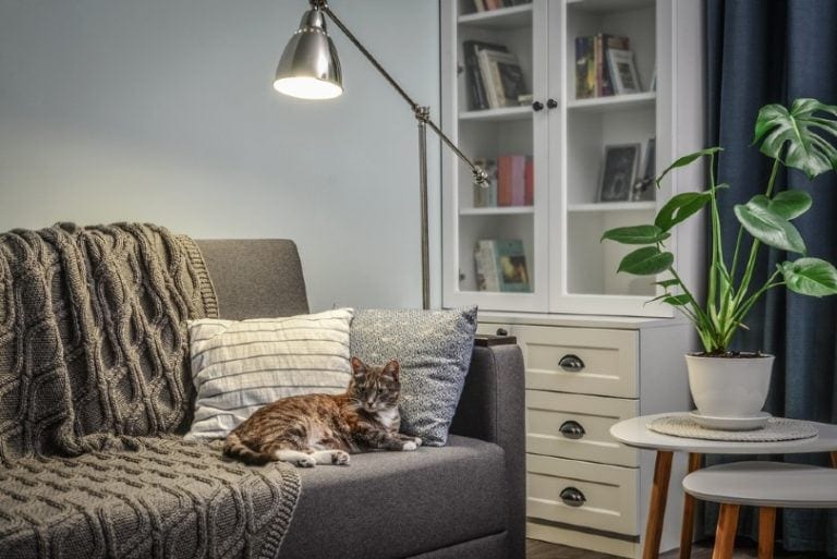 What Are the Best Couch & Furniture Materials for Cats? 3 Options ...