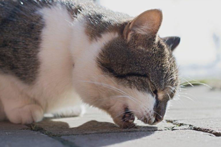 How to Save Cats From Choking - The Heimlich Maneuver on Cats | Hepper ...