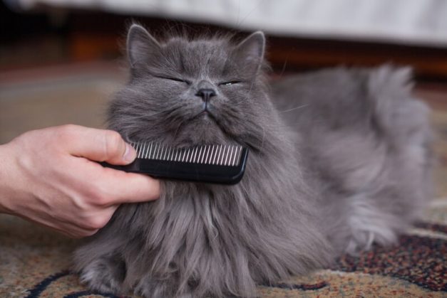 The Human's Guide to Cat Hair: Types, Lengths & More | Hepper Pet Resources