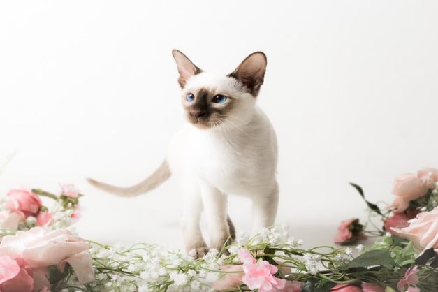 10 Types of Siamese Cats (With Info & Pictures) | Hepper Pet Resources