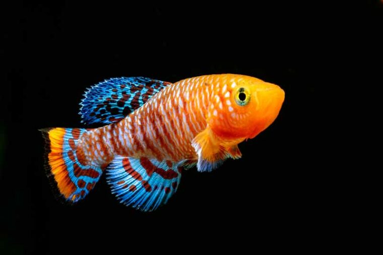 Killifish: Care Guide, Varieties, Pictures, Lifespan & Breeding ...