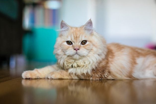 10 Most Popular Cat Breeds in Canada (2026 Update With Pictures) (With ...
