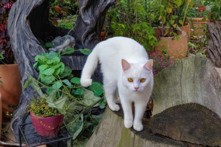 16 Inexpensive Cat Breeds (With Info & Pictures) | Hepper Pet Resources