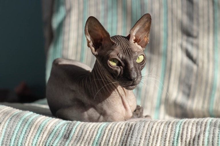 18 Big-Eared Cat Breeds (With Info & Pictures) (With Pictures) | Hepper ...