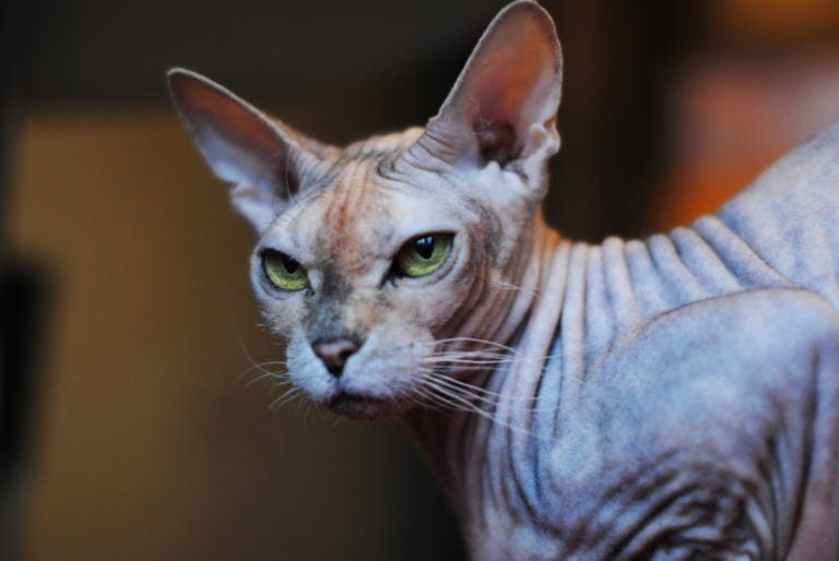 Donskoy Cat: Info, Pictures, Characteristics & Facts | Hepper Pet Resources