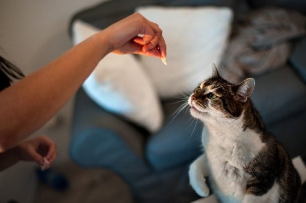 Can Cats Eat Ham? Vet-Reviewed Health & Safety Guide | Hepper Pet Resources