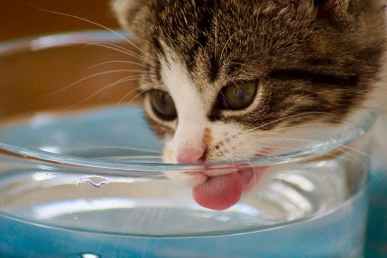 Why Is My Cat Drinking Lots of Water Suddenly? 6 Vet-Reviewed Reasons ...