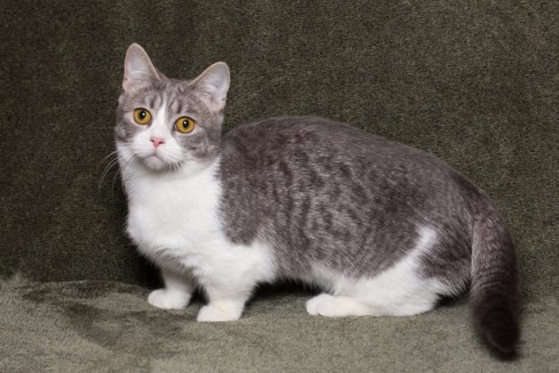 Why Is My Cat So Small? 7 Possible Reasons | Hepper Pet Resources