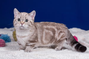 How Much Does a Munchkin Cat Cost? 2026 Price Guide | Hepper Pet Resources