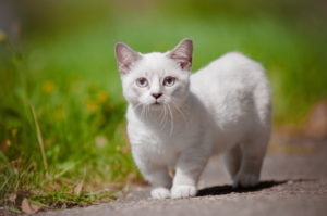 How Much Does a Munchkin Cat Cost? 2026 Price Guide | Hepper Pet Resources