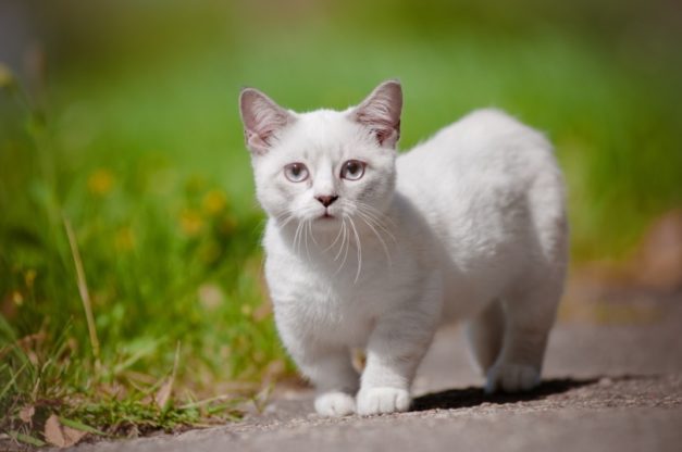 Munchkin Cat: Info, Pictures, Characteristics & Facts | Hepper Pet ...