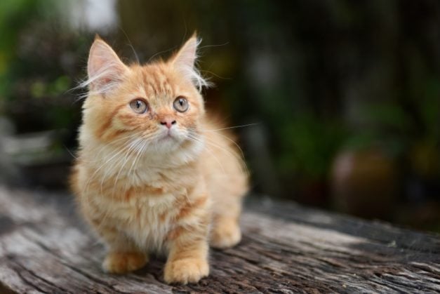 10 New Types of Cat Breeds (With Info & Pictures) | Hepper Pet Resources