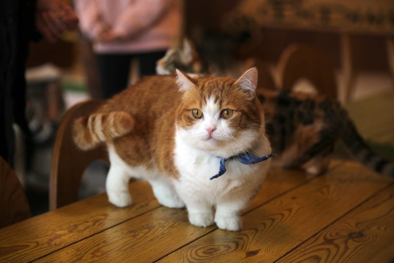 10 Flat-Faced Cat Breeds (With Info & Pictures) | Hepper Pet Resources