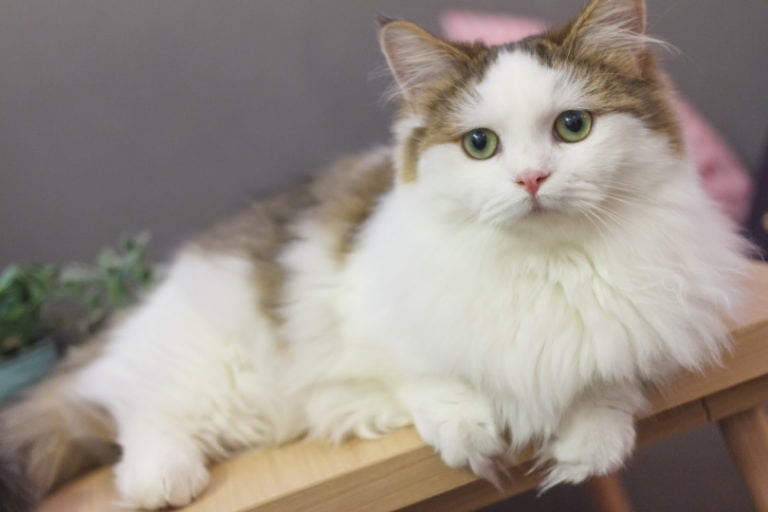 How Much Does a Munchkin Cat Cost? 2026 Price Guide | Hepper Pet Resources