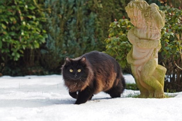My Cat’s Ears Are Cold: Vet Reviewed Causes & Warming Tips | Hepper Pet ...