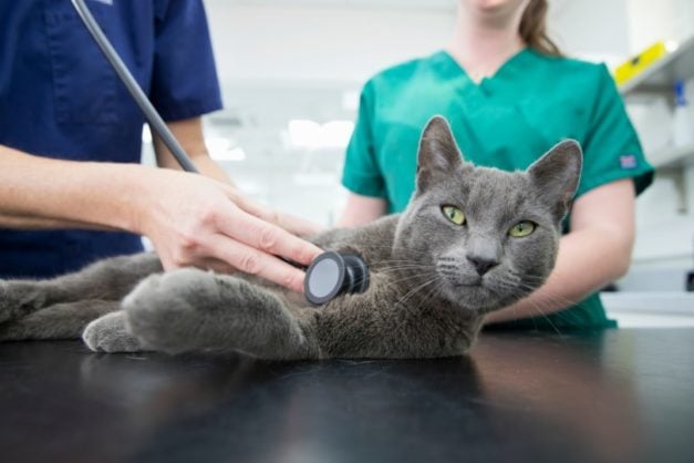 How to Do CPR on Cats: Vet-Approved Step-by-Step Guide | Hepper Pet ...