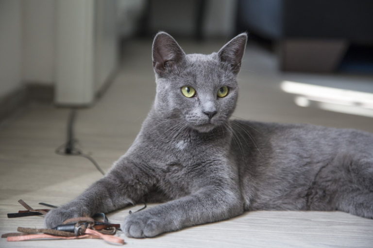 10 Blue Colored Cat Breeds (With Info & Pictures) | Hepper Pet Resources