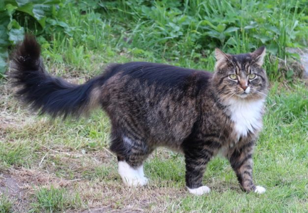 16 Largest Pet Cat Breeds: From Around the World (With Info & Pictures ...