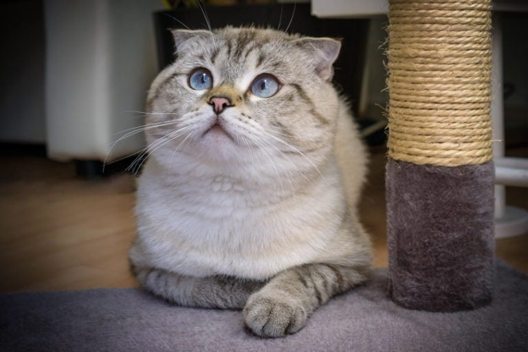 British Shorthair vs Scottish Fold Cats: The Differences (With Pictures ...