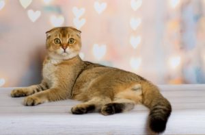 11 British Cat Breeds (With Info & Pictures) | Hepper Pet Resources