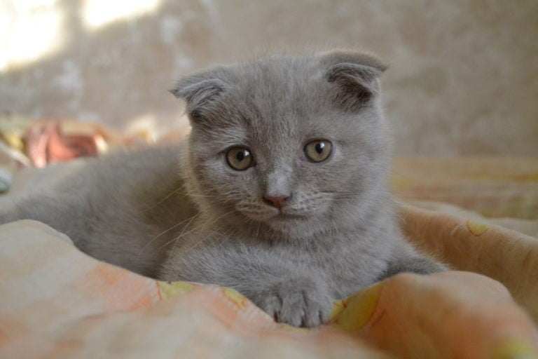 15 Grey Cat Breeds (With Info & Pictures) | Hepper Pet Resources