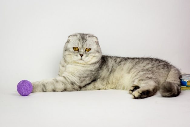 Scottish Fold Munchkin Mix Cat Breed: Info, Pictures, Characteristics ...