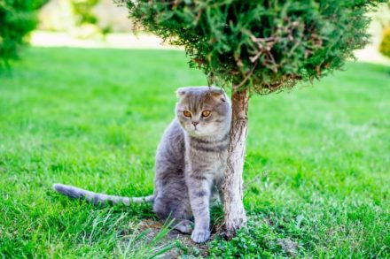 How Much Does a Scottish Fold Cost? 2026 Price Guide | Hepper Pet Resources