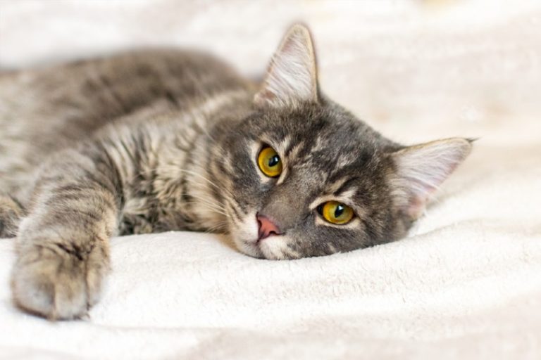 Osteosarcoma in Cats: Signs, Prevention & Treatment (Vet Answer ...
