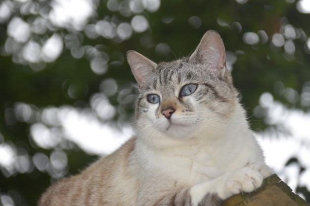 How Much Does a Singapura Cat Cost? 2026 Price Guide | Hepper Pet Resources