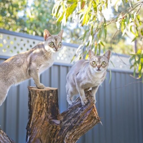 Can Cats Be Genetically Modified? Glow in the Dark Felines & More ...