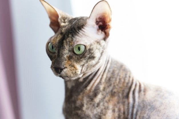 How Much Does a Sphynx Cat Cost? 2026 Price Guide | Hepper Pet Resources