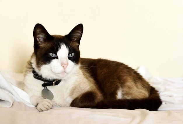 20 Most Popular Types of Mixed Cat Breeds (With Info & Pictures ...