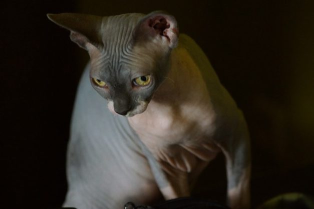 8 Sphynx Cat Colors: An Overview (With Pictures) | Hepper Pet Resources