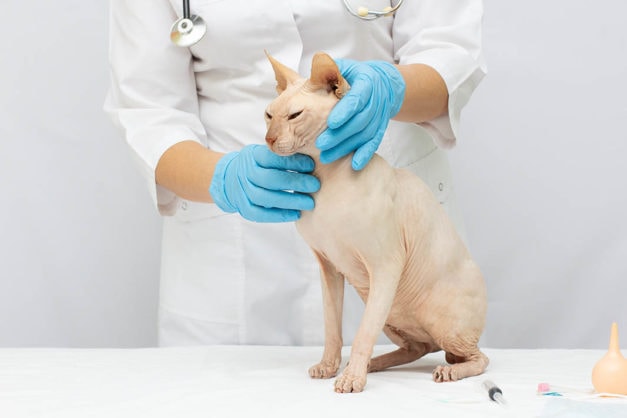How Much Does a Sphynx Cat Cost? 2026 Price Guide | Hepper Pet Resources