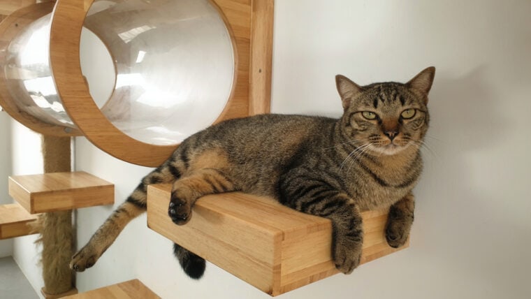 10 DIY Cat Wall Playground Plans You Can Build Today (With Pictures ...