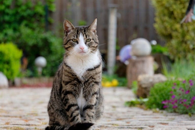 200+ Stray Cat Names: Ideas for Roaming Cats | Hepper Pet Resources